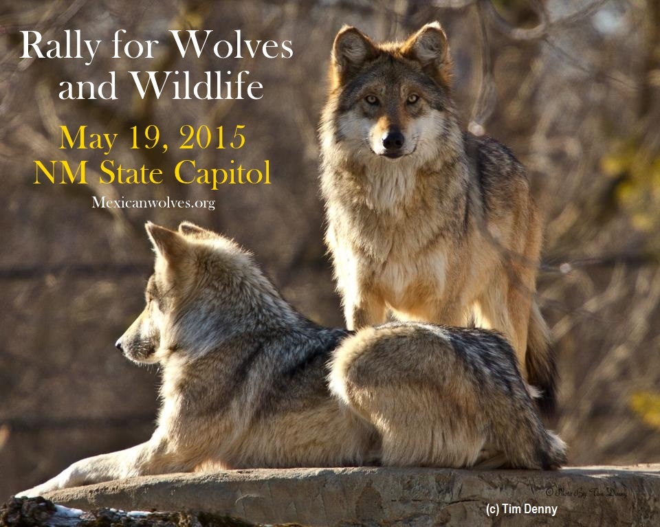 Tell Governor Martinez: Stop Taking Aim at Endangered Wolves – Lobos of ...