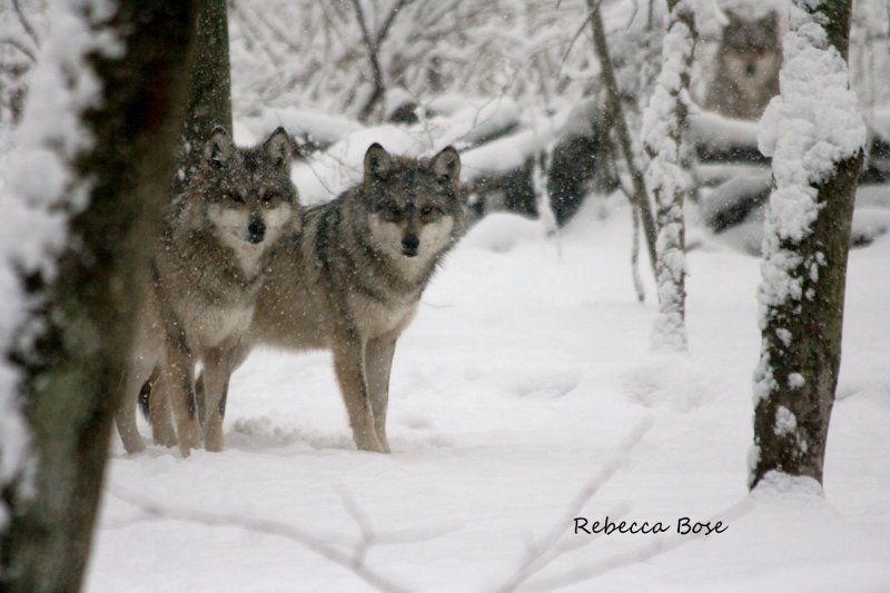 Mexican Wolf Reintroduction Project News – Lobos of the Southwest