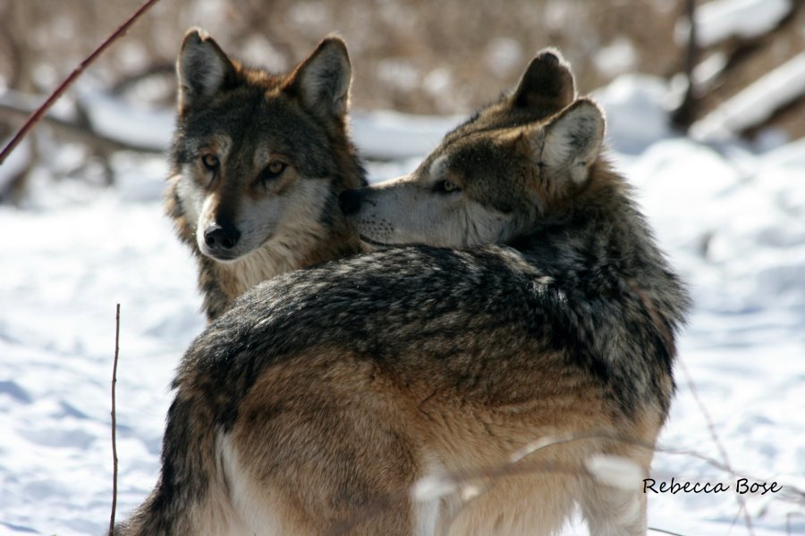 Blog: Mission Forgotten: Feds Have Lost Their Way on Wolf Recovery ...