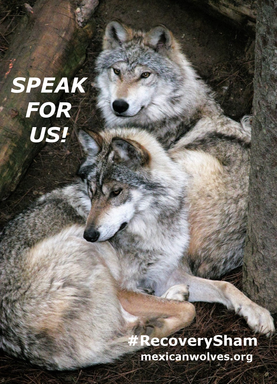 Our View: Wolf recovery plan is biased – but you can help fix that ...