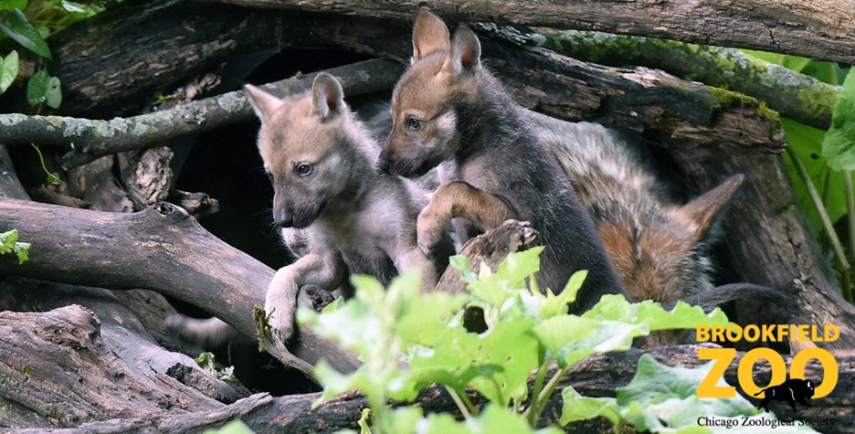 In the News: Birth of Mexican gray wolf pups a success story for ...