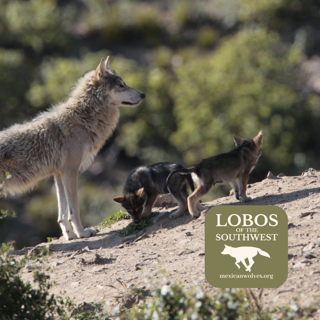 Bill Would Remove Federal Protections From Endangered Mexican Gray ...