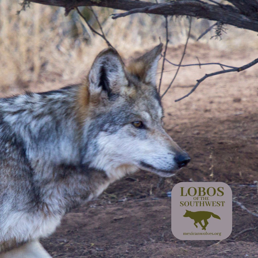 Wandering Wolf Ella Found Deceased in New Mexico – Lobos of the Southwest