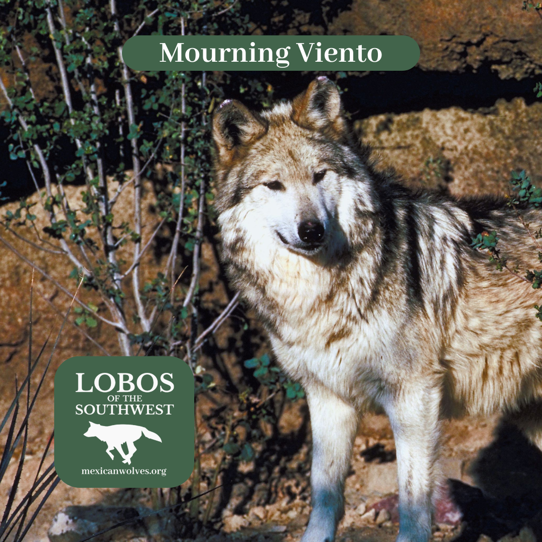 Government Kills Another Endangered Mexican Wolf at the Behest of the ...