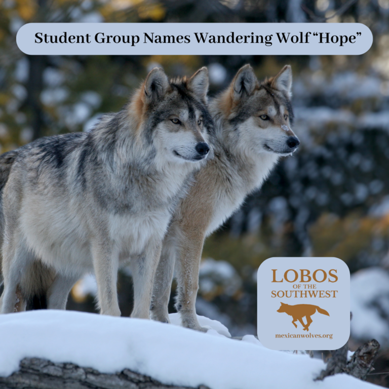 AZ students help name Mexican gray wolf near Flagstaff – Lobos of the ...