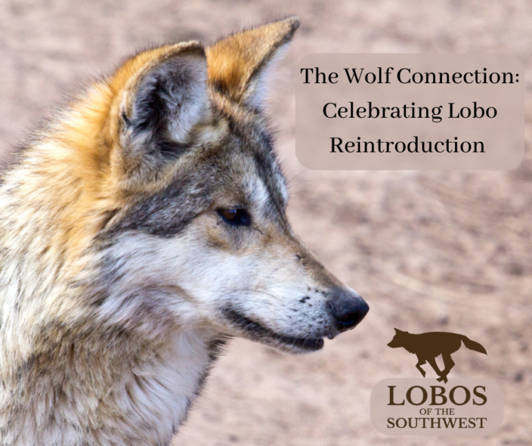 The Wolf Connection celebrates 25 years of lobo recovery! – Lobos of ...